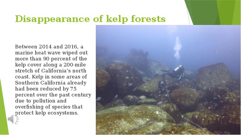 Kelp forests