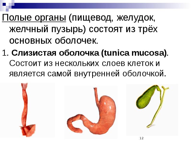 Спланхнология