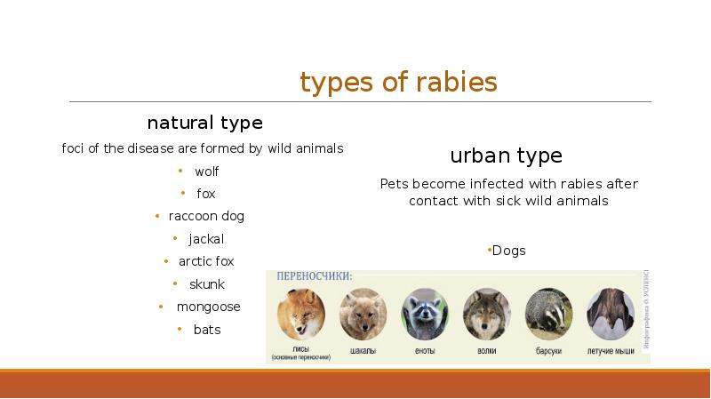 The most dangerous diseases. Rabies