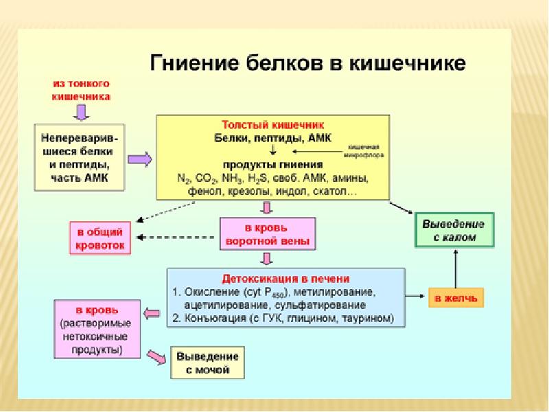 Белковый обмен