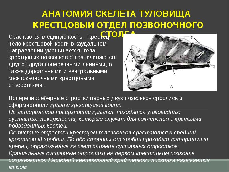 АНАТОМИЯ ОСЕВОГО СКЕЛЕТА АНАТОМИЯ ПОЗВОНОЧНОГО СТОЛБА АНАТОМИЯ ГРУДНОЙ ...