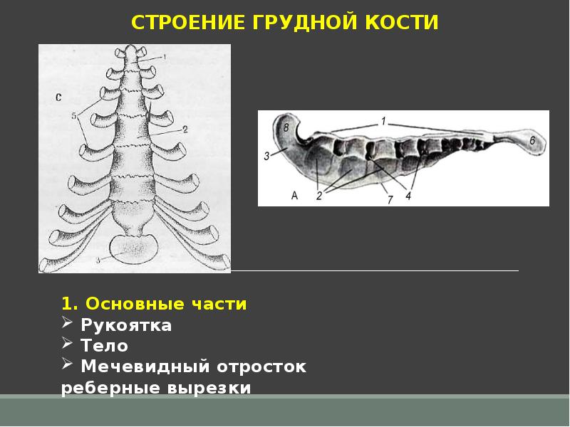 АНАТОМИЯ ОСЕВОГО СКЕЛЕТА АНАТОМИЯ ПОЗВОНОЧНОГО СТОЛБА АНАТОМИЯ ГРУДНОЙ ...