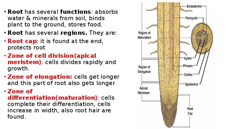 INTERNAL STRUCTURE OF ROOT