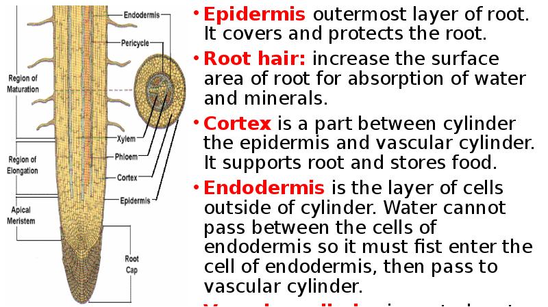 INTERNAL STRUCTURE OF ROOT