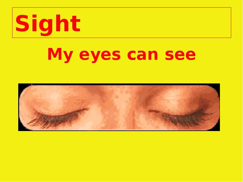 The 5 senses