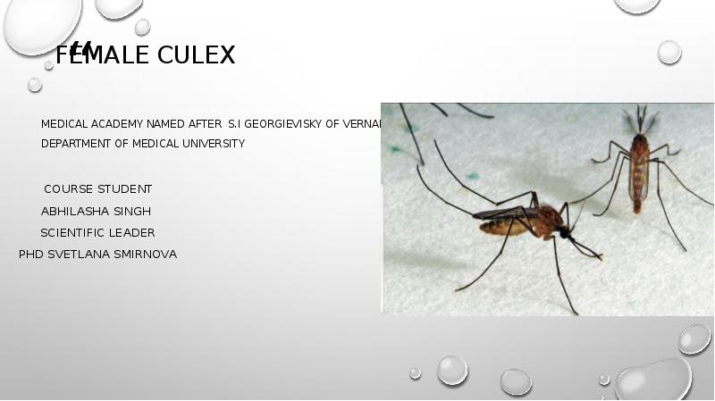 Female culex