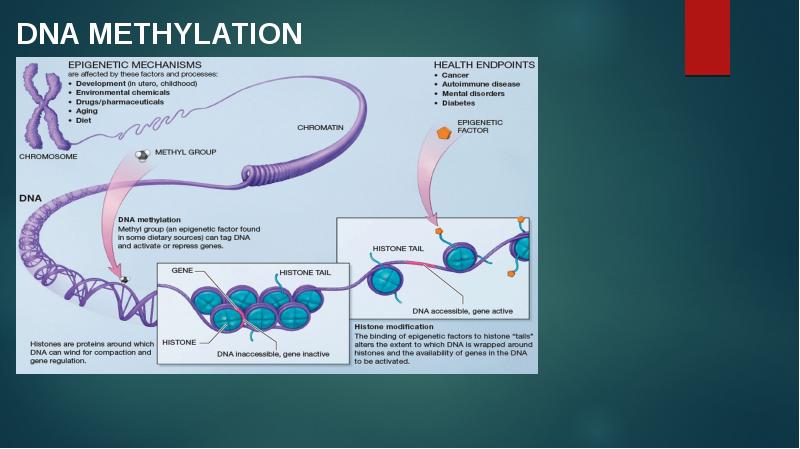 Behavioral epigenetics - презентация, доклад, проект