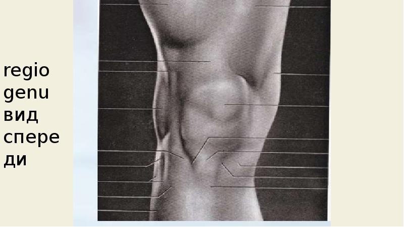 Топографическая анатомия колена и голени
