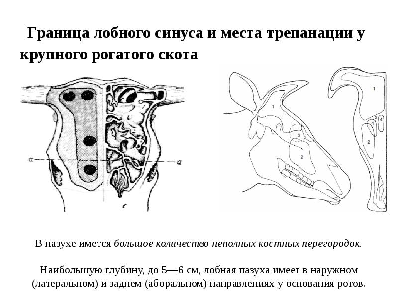 Операции на голове