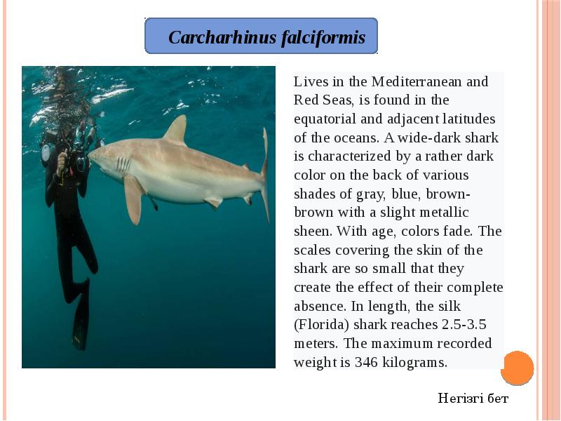 1 topic Shark: description and photo. What does a shark look like? 2 ...