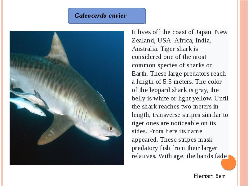 1 topic Shark: description and photo. What does a shark look like? 2 ...