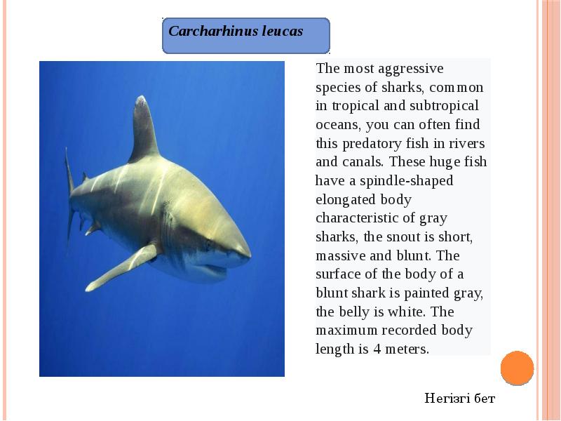 1 topic Shark: description and photo. What does a shark look like? 2 ...