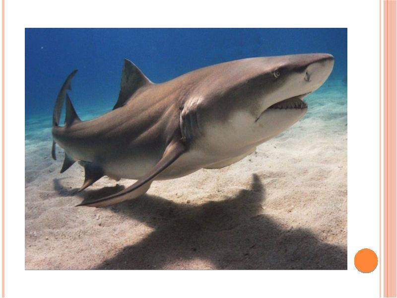 1 topic Shark: description and photo. What does a shark look like? 2 ...