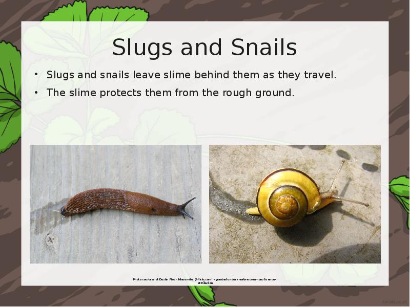 All-About-Slugs-and-Snails