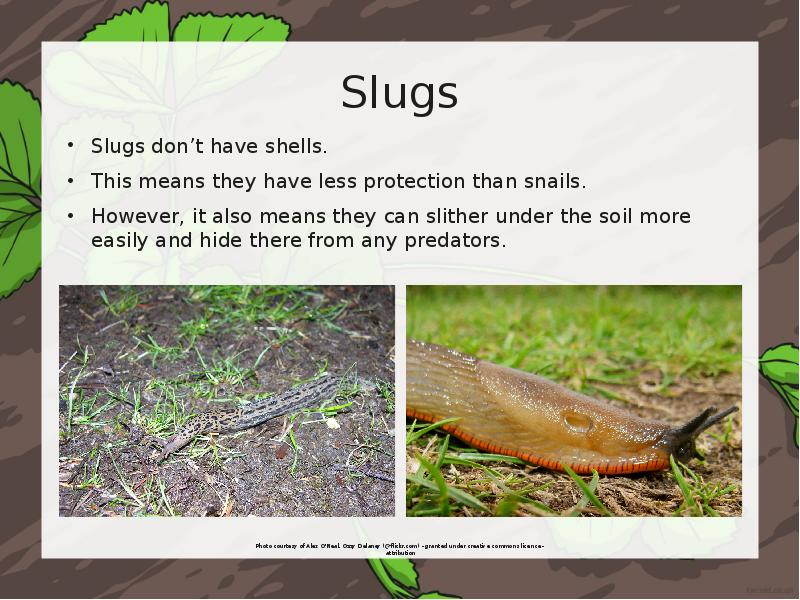 All-About-Slugs-and-Snails