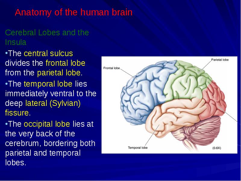 Anatomy of the human brain