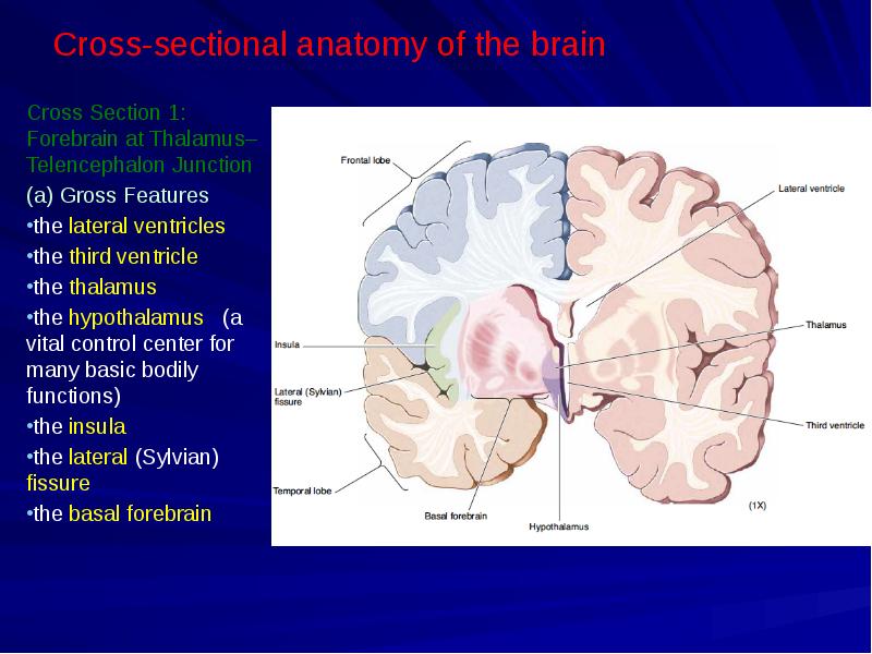 Anatomy of the human brain