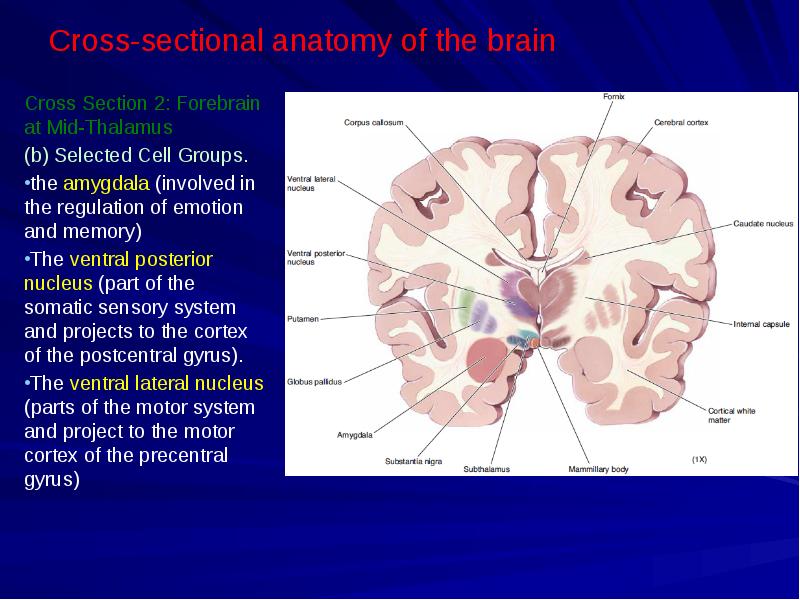 Anatomy of the human brain
