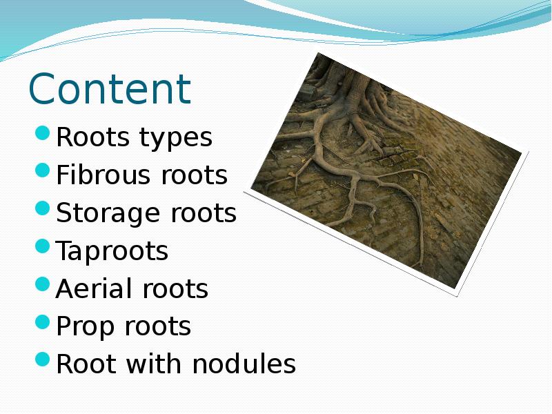 Types of roots