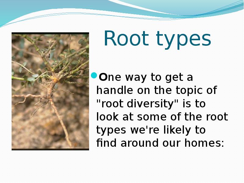 Types of roots