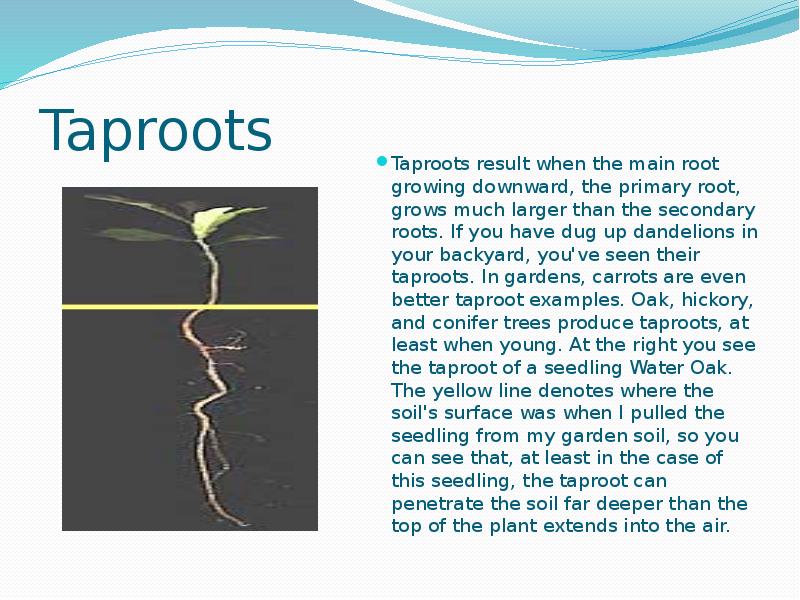 Types of roots