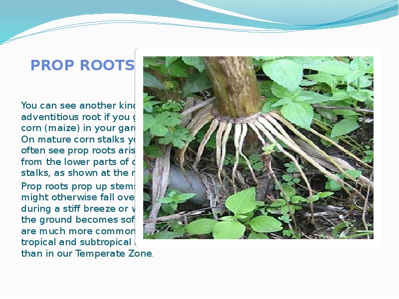 Types of roots