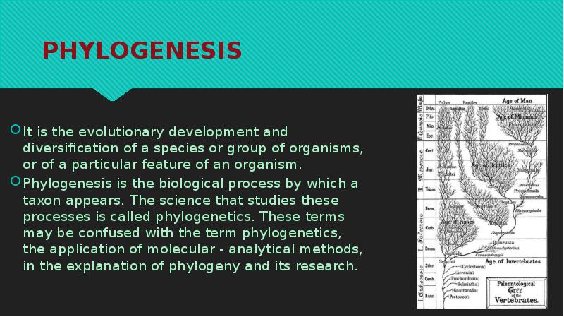RELATIONSHIP OF ONTOGENESIS AND PHYLOGENESIS.RULES OF PHYLOGENESIS ...