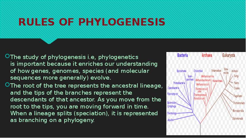 RELATIONSHIP OF ONTOGENESIS AND PHYLOGENESIS.RULES OF PHYLOGENESIS ...
