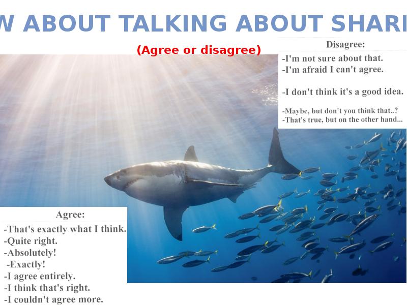 How about talking about sharks? (Agree or disagree)