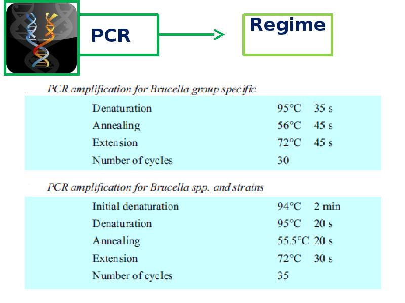 PCR: application in diagnostics