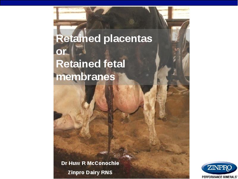 Retained placentas or Retained fetal membranes
