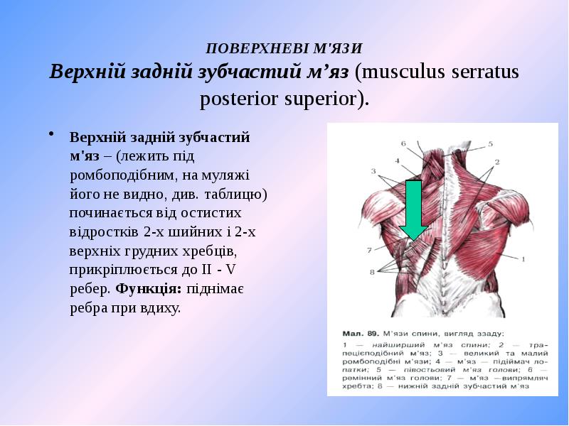 Лекц ія М’язи тулуба. М’язи спини ( musculi dorsi ). М’ЯЗИ ЖИВОТА ( musculi