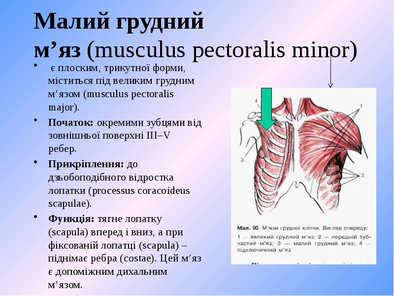 Лекц ія М’язи тулуба. М’язи спини ( musculi dorsi ). М’ЯЗИ ЖИВОТА ( musculi