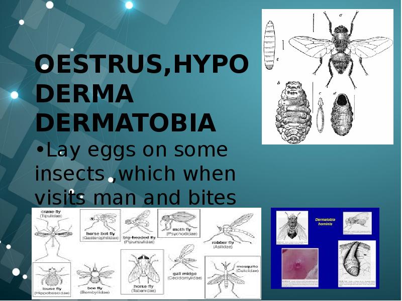 MYIASIS CAUSING FLIES Presented by- RAJ PATEL Group- 192B Scientific ...
