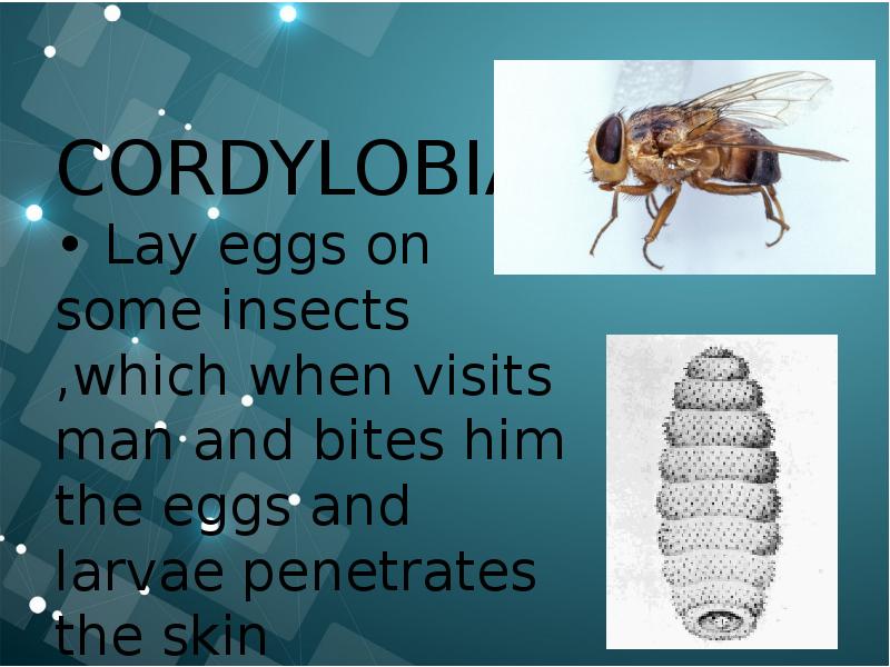 MYIASIS CAUSING FLIES Presented by- RAJ PATEL Group- 192B Scientific ...