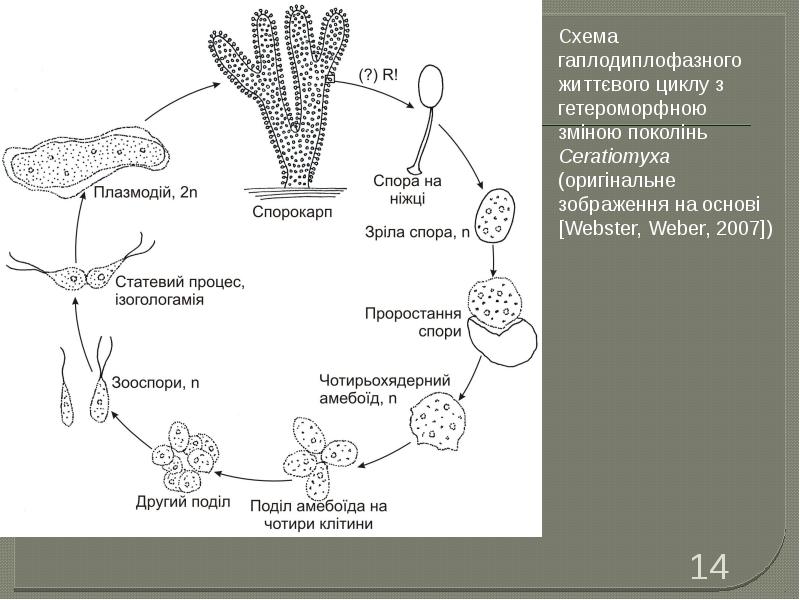 Мікологія та альґологія