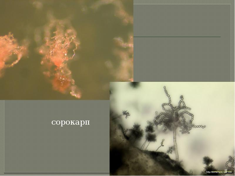 Мікологія та альґологія