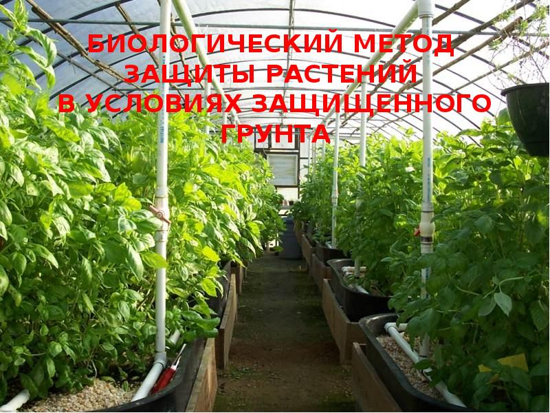 БИОЛОГИЧЕСКИЙ МЕТОД ЗАЩИТЫ РАСТЕНИЙ В УСЛОВИЯХ ЗАЩИЩЕННОГО ГРУНТА