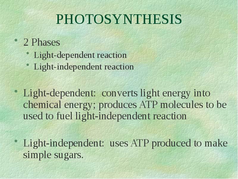 PHOTOSYNTHESIS