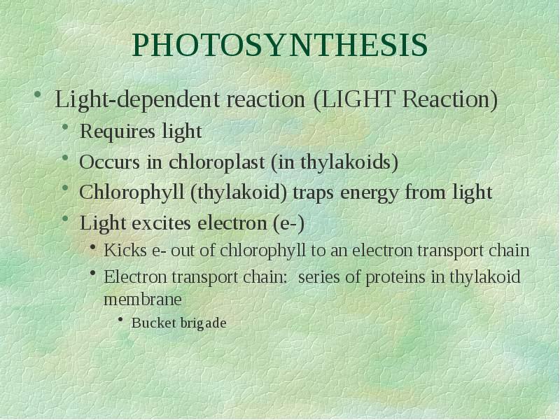 PHOTOSYNTHESIS