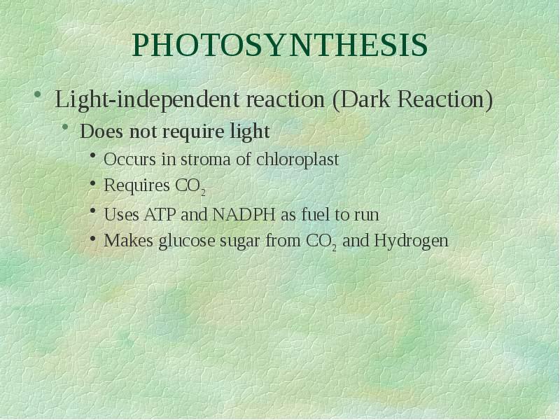 PHOTOSYNTHESIS