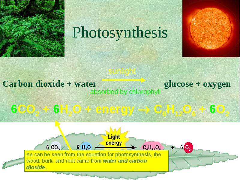 PHOTOSYNTHESIS