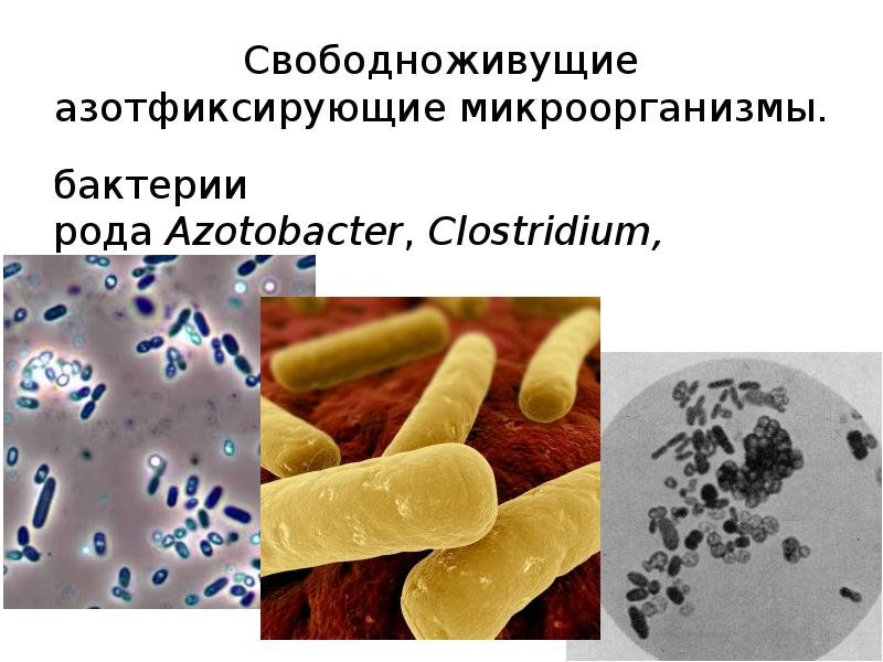 Метаногенные бактерии и азотфиксаторы