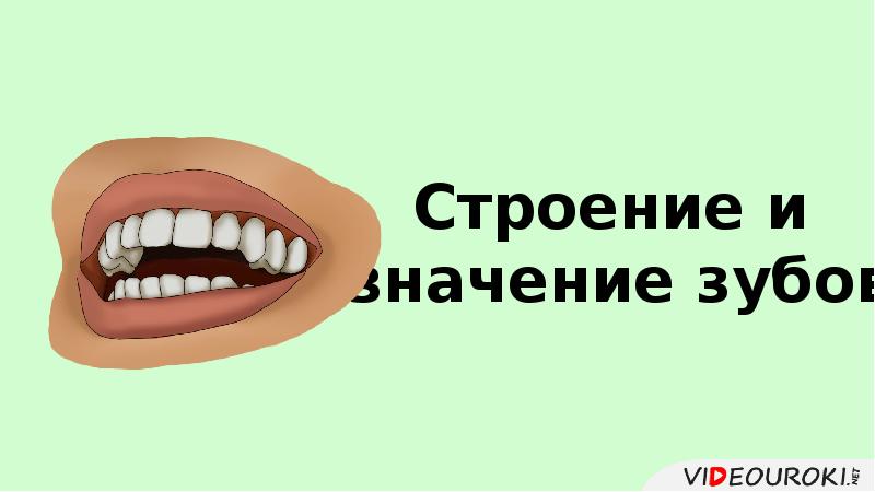 Строение и значение зубов