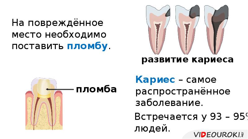Строение и значение зубов