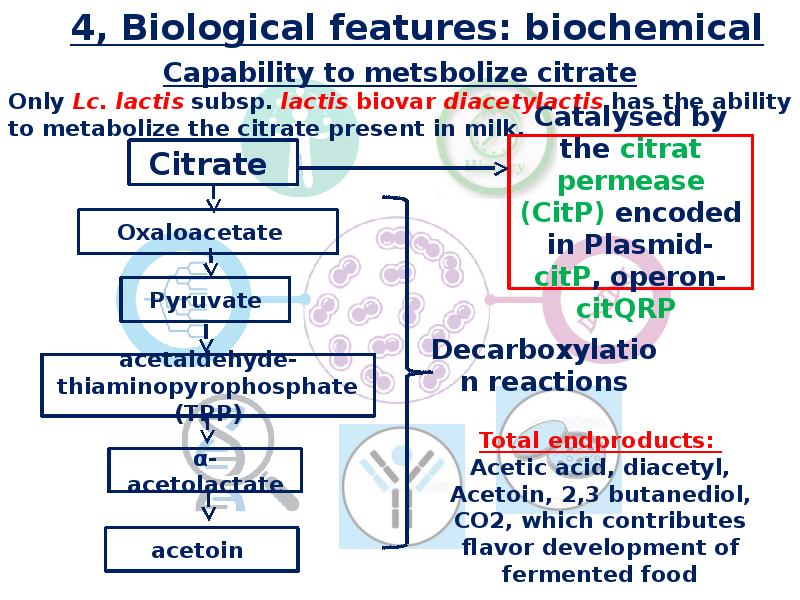 Lactococcus sp