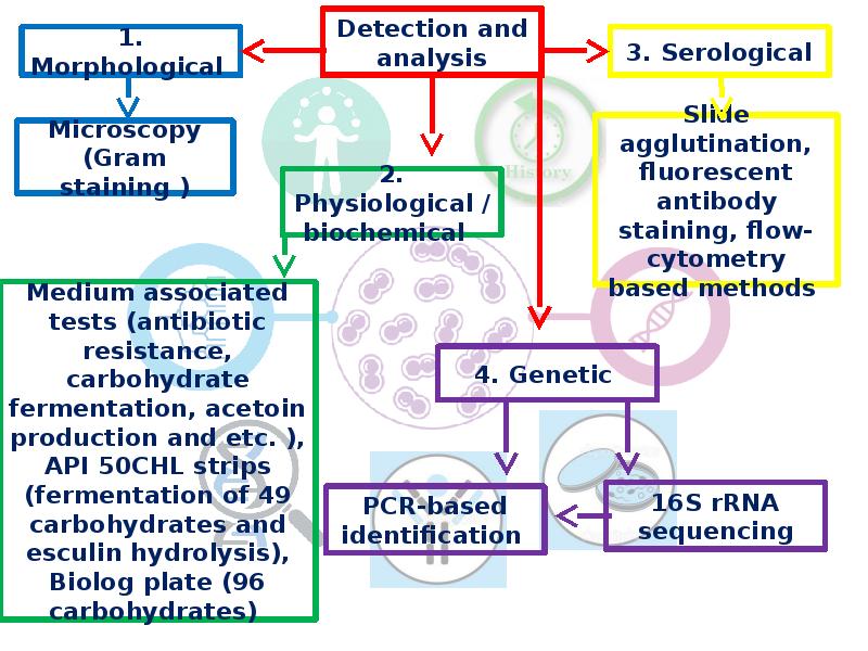 Lactococcus sp