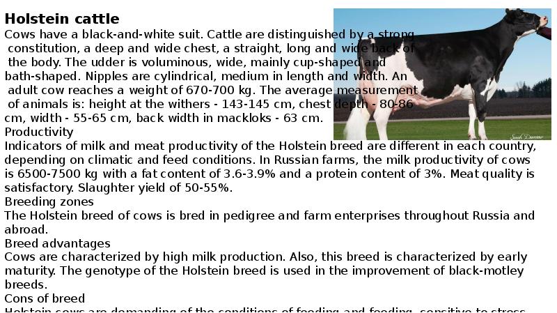 Cattle breeds
