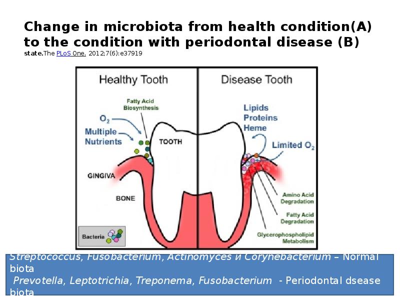 Microbiota and molecular genetics of the microbes in the oral cavity
