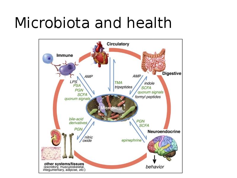Microbiota and molecular genetics of the microbes in the oral cavity